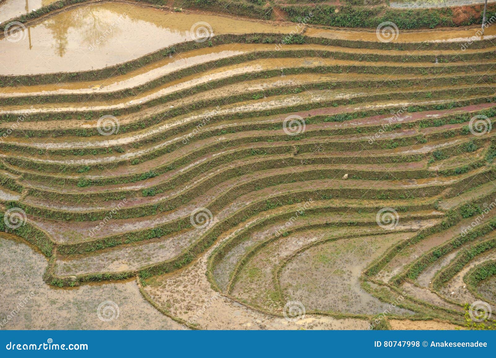Rice terraces stock photo. Image of travel, heritage - 80747998