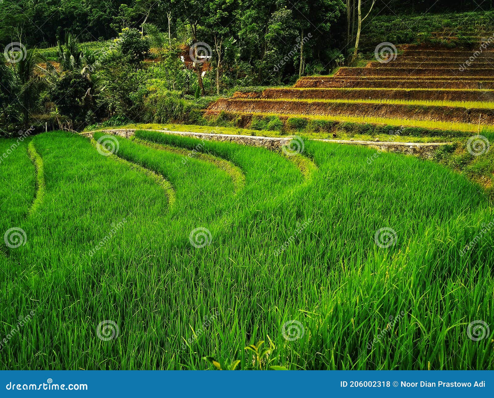 Rice Terraces at the Foot of the Hill Stock Photo - Image of hill, rice ...