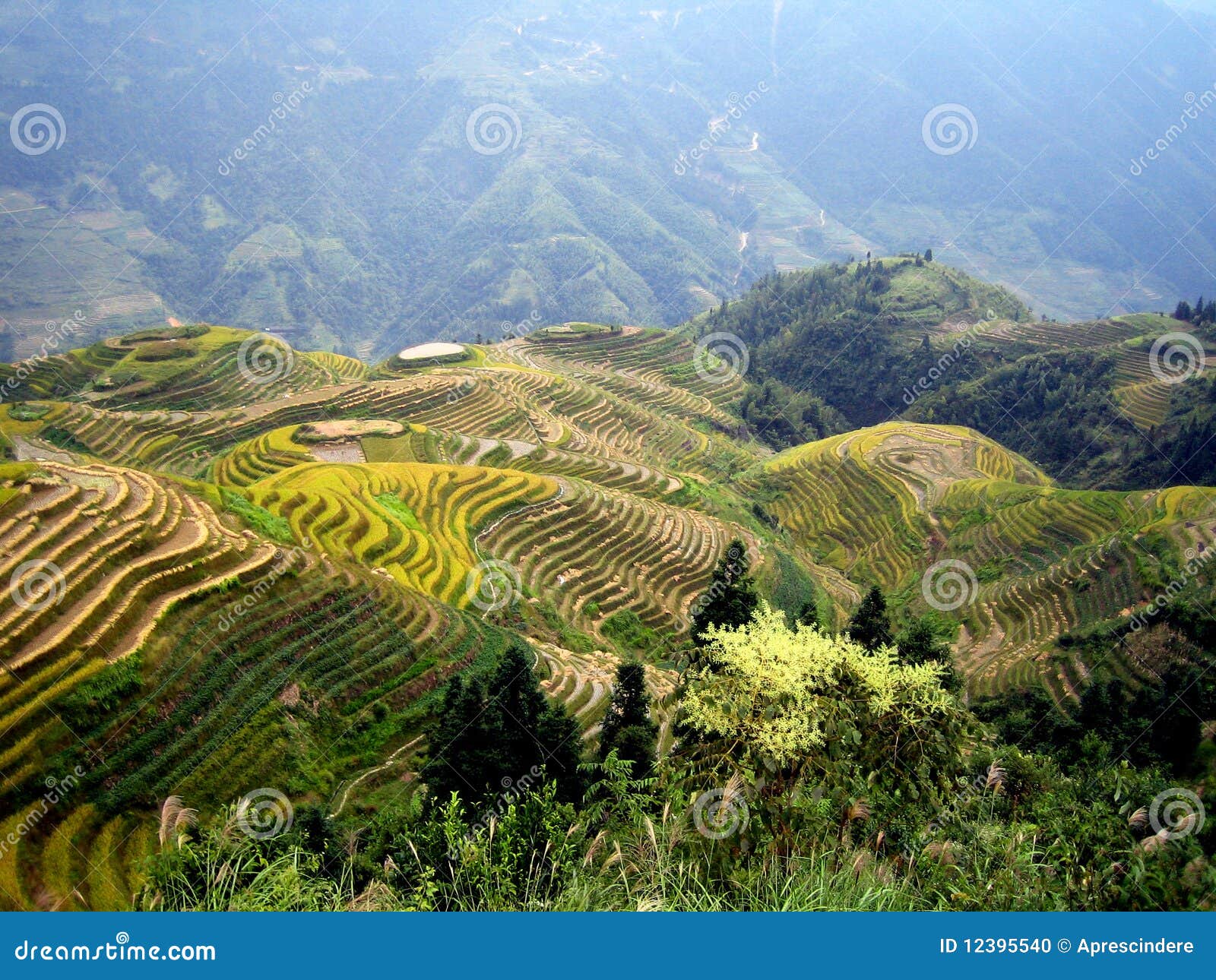 Rice Terraces - Guilin - China Stock Photo - Image of agriculture ...