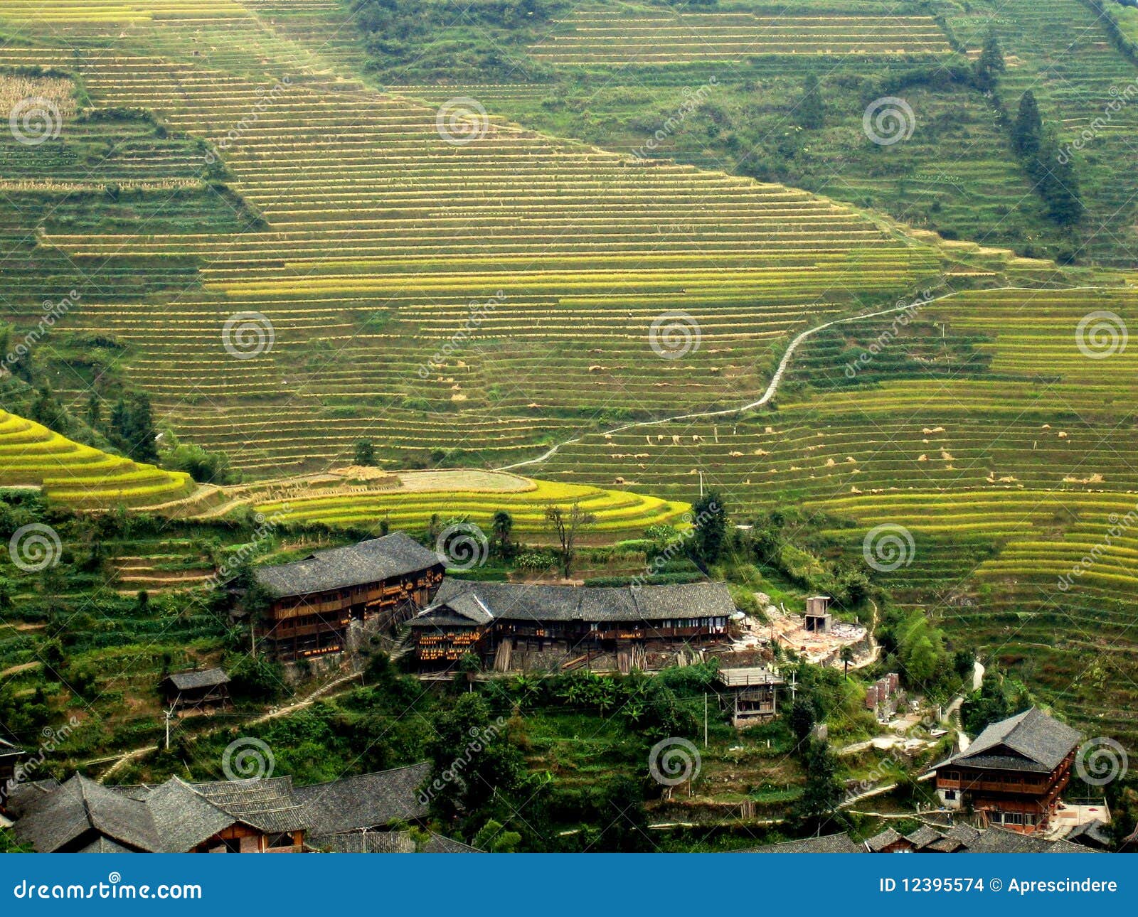 Rice Terraces - Guilin - China Stock Photo - Image of grow, green: 12395574