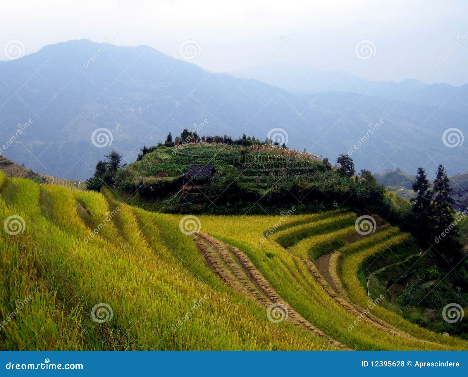 Rice Terraces - Guilin - China Stock Photo - Image of farm, bali: 12395628