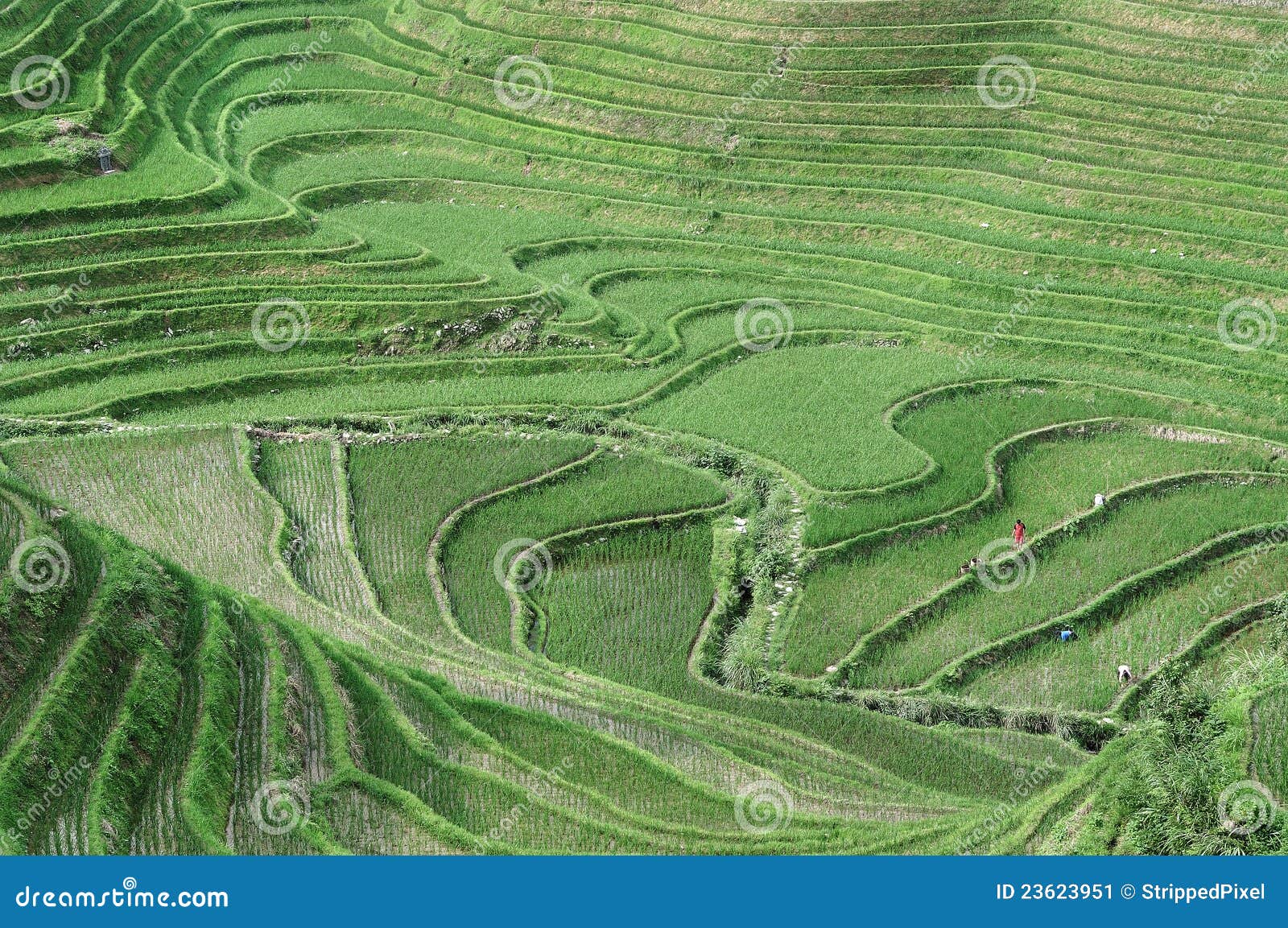 Rice Terraces, Guilin, China Stock Image - Image of farmer, asia: 23623951