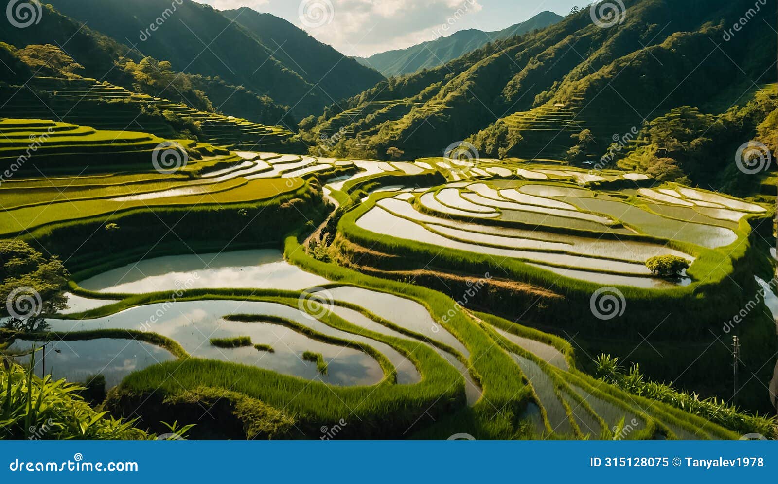 Rice terraces in japan stock illustration. Illustration of field ...