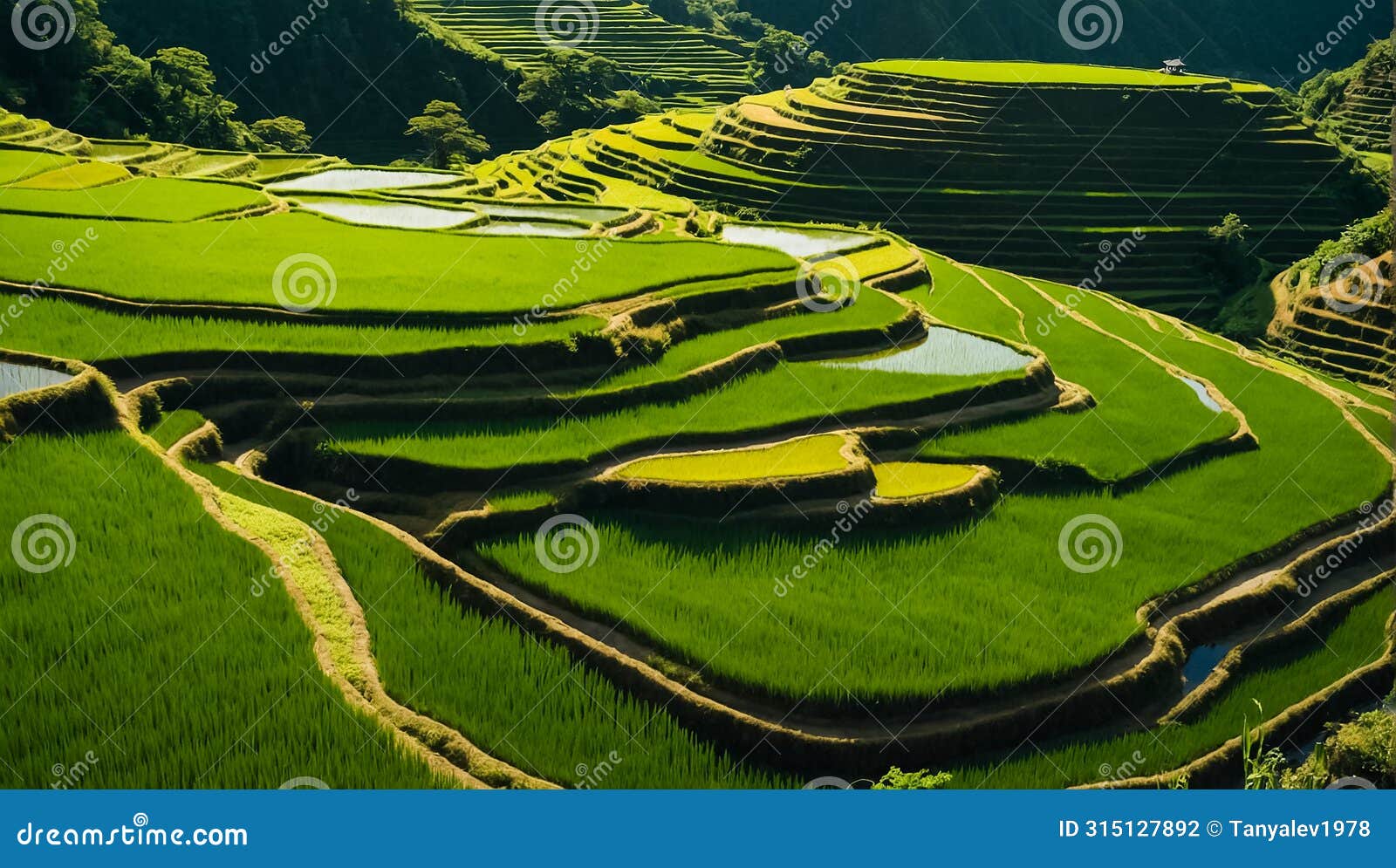 Rice Terraces In Japan Plantation Landscape Background Sightseeing ...
