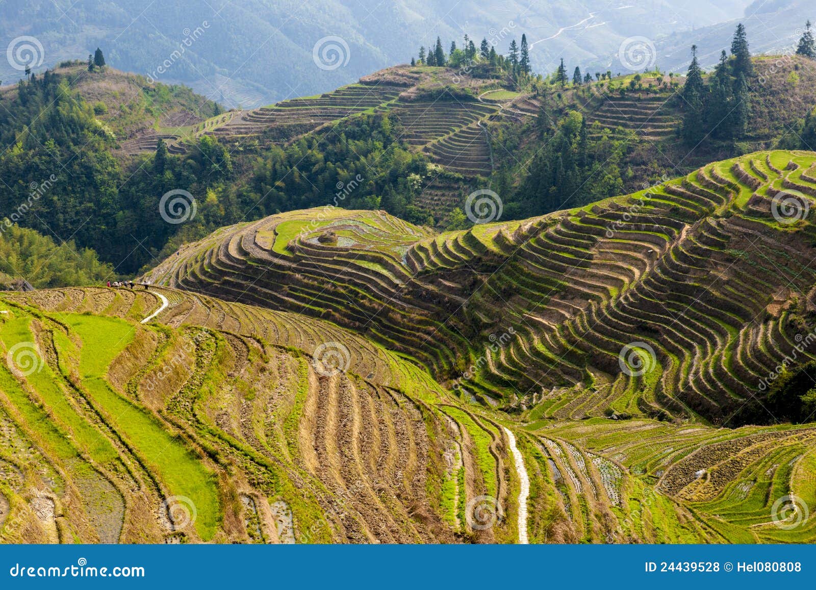Rice Terraces in Longsheng, China Stock Photo - Image of fields, asia ...