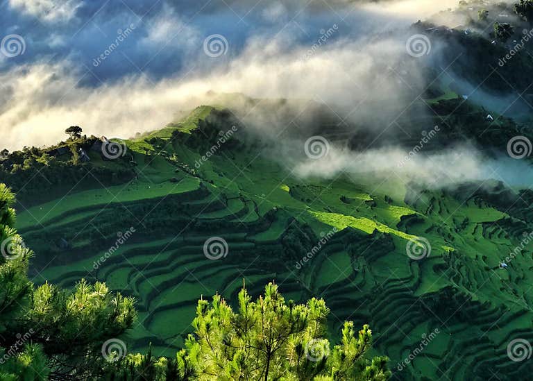 Rice Terraces stock photo. Image of clouds, pines, maligcong - 97736530