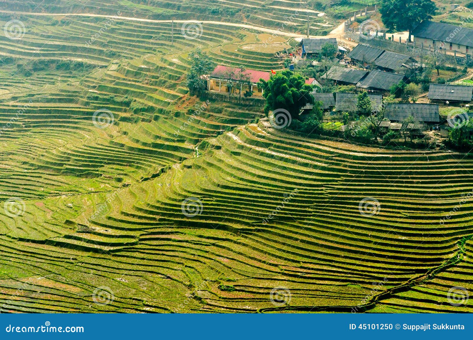 Rice Terraces on the Mountain Stock Photo - Image of sapa, food: 45101250