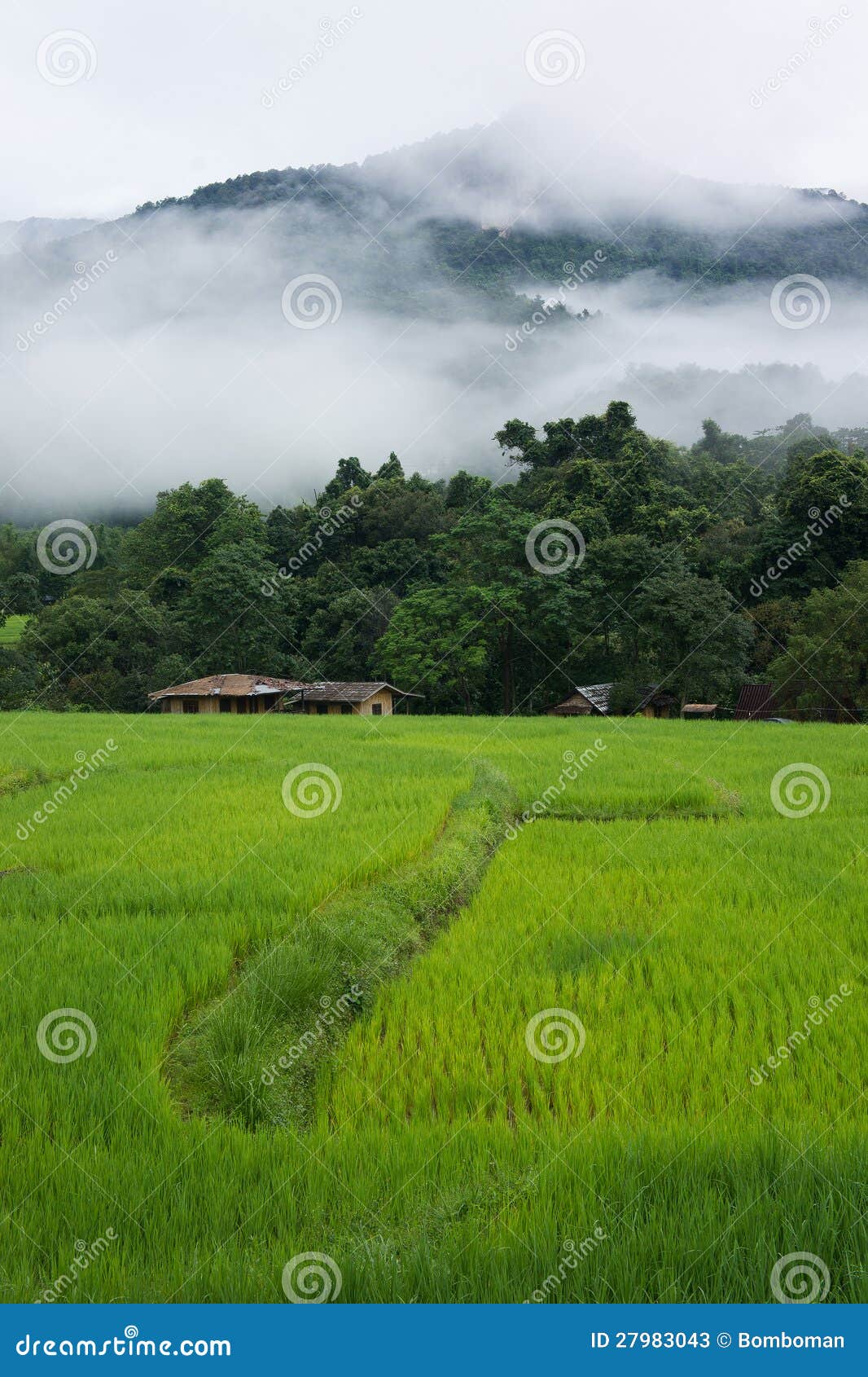 Rice Terraces and Mountain, Thailand Stock Image - Image of food, hill ...