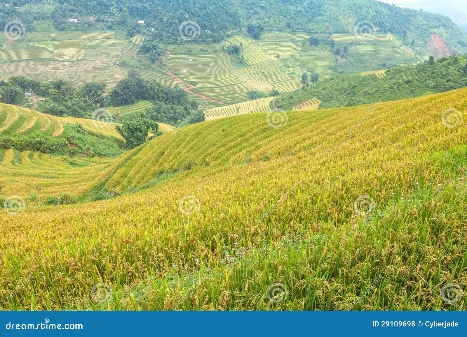 Rice Terraces in the Mountains Stock Photo - Image of environment ...