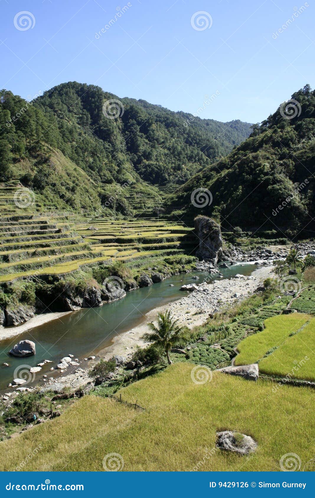 Rice Terraces of the Northern Philippines Stock Photo - Image of ...