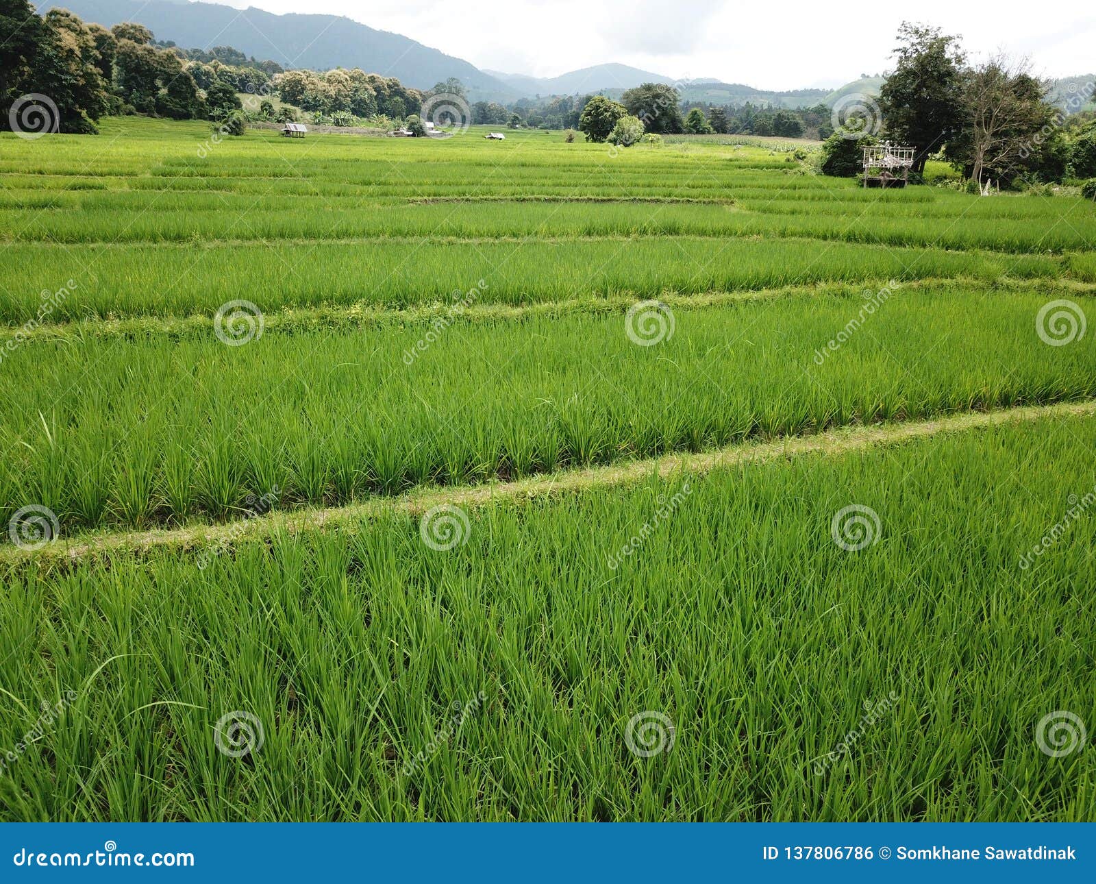 Rice Terraces of the Philippine Cordilleras. Stock Photo - Image of ...