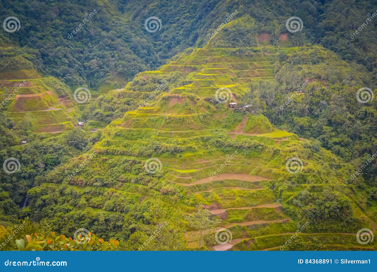 Rice Terraces in Philippines Stock Image - Image of asia, vegetation ...
