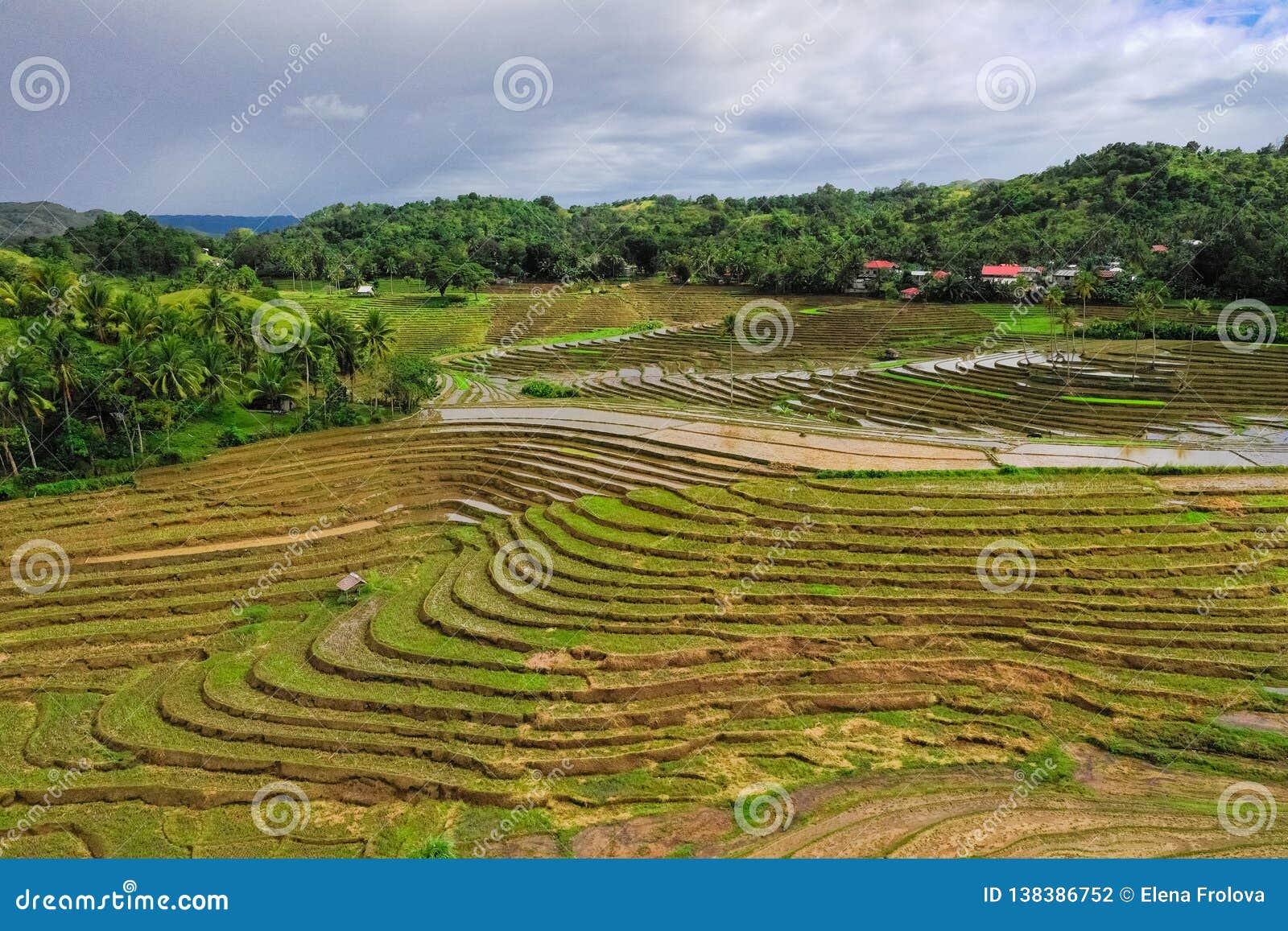 Rice Terraces in the Philippines. Rice Cultivation in the North of the ...