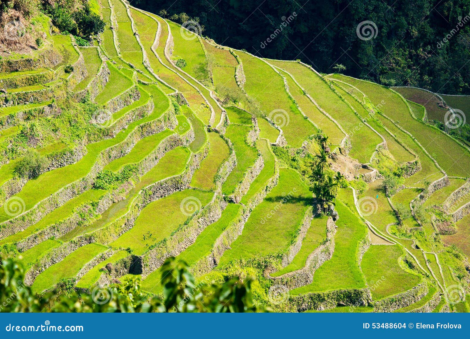 Rice Terraces in the Philippines. Rice Cultivation in the North Stock ...