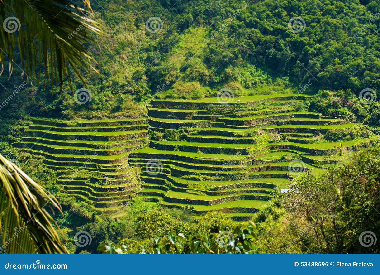 Rice Terraces in the Philippines. Rice Cultivation in the North Stock ...