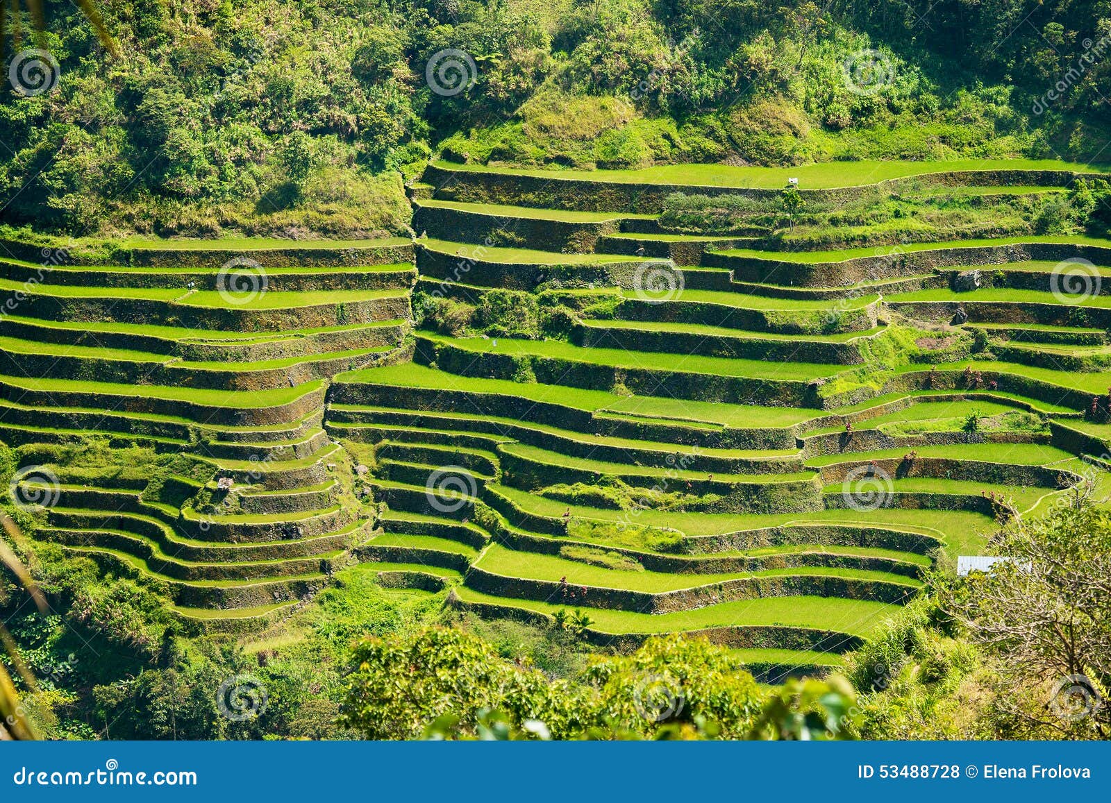 Rice Terraces in the Philippines. Rice Cultivation in the North Stock ...