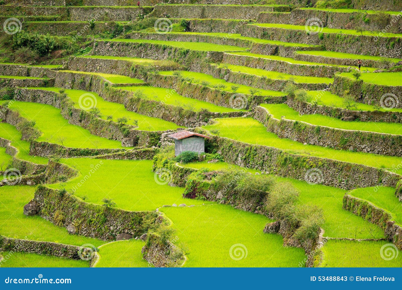 Rice Terraces in the Philippines. Rice Cultivation in the North Stock ...