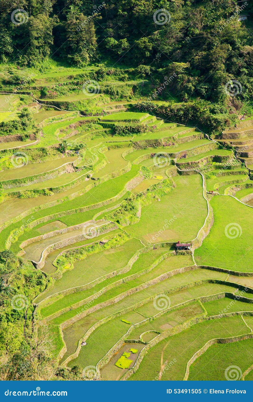 Rice Terraces In The Philippines. Rice Cultivation In The North Royalty ...