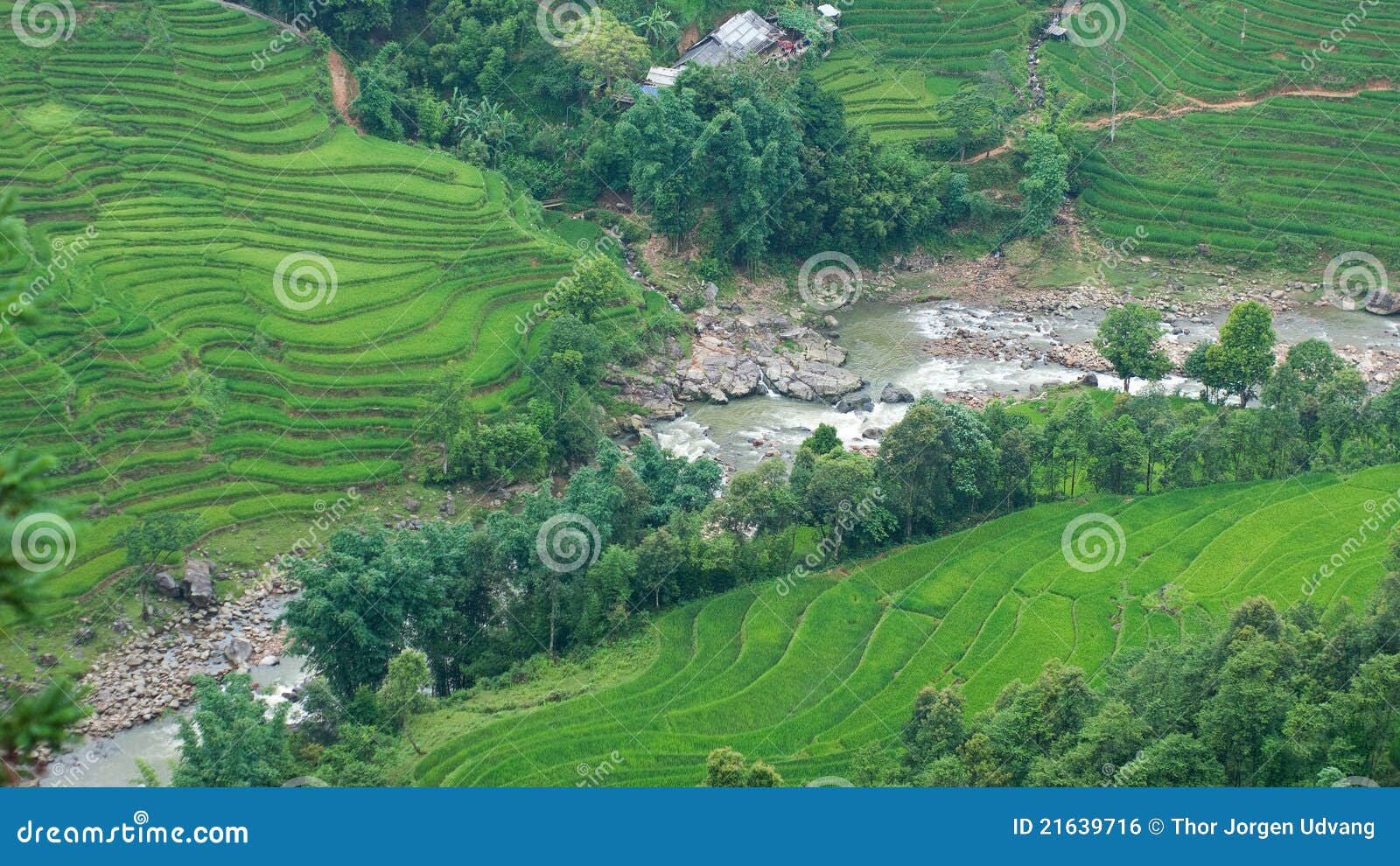 Rice Terraces and River in Sapa Valley Stock Photo - Image of forest ...