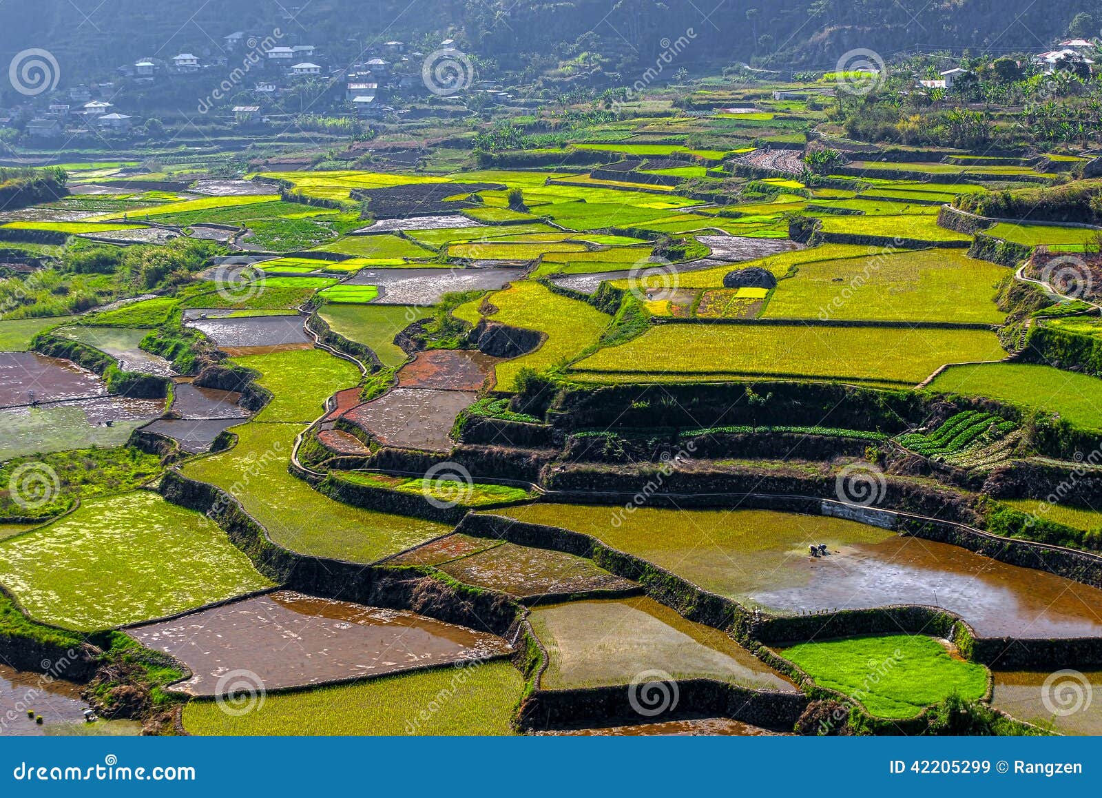 Rice-terraces of Sagada stock image. Image of ifugao - 42205299