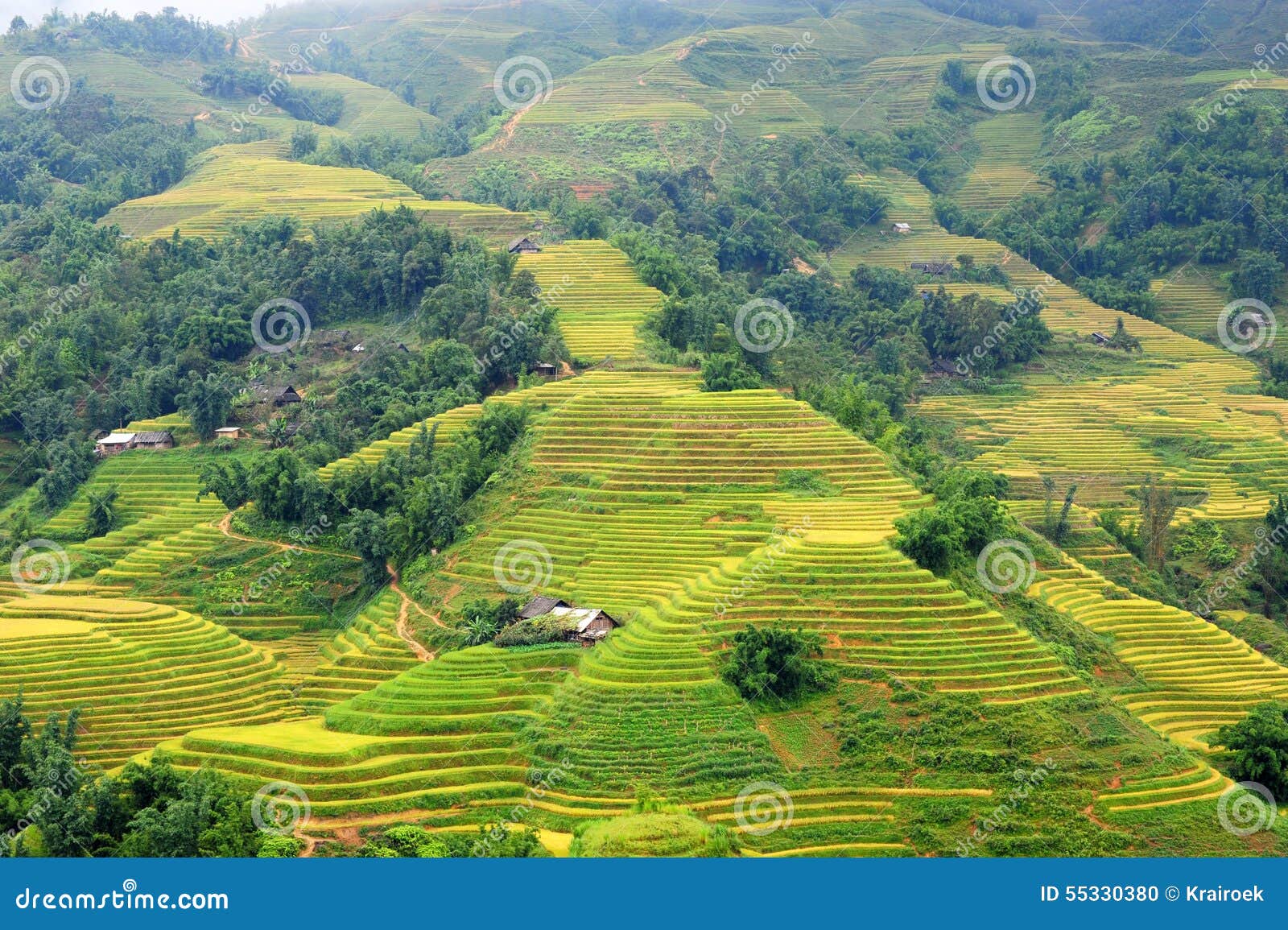 Rice terraces Sapa stock photo. Image of land, rural - 55330380