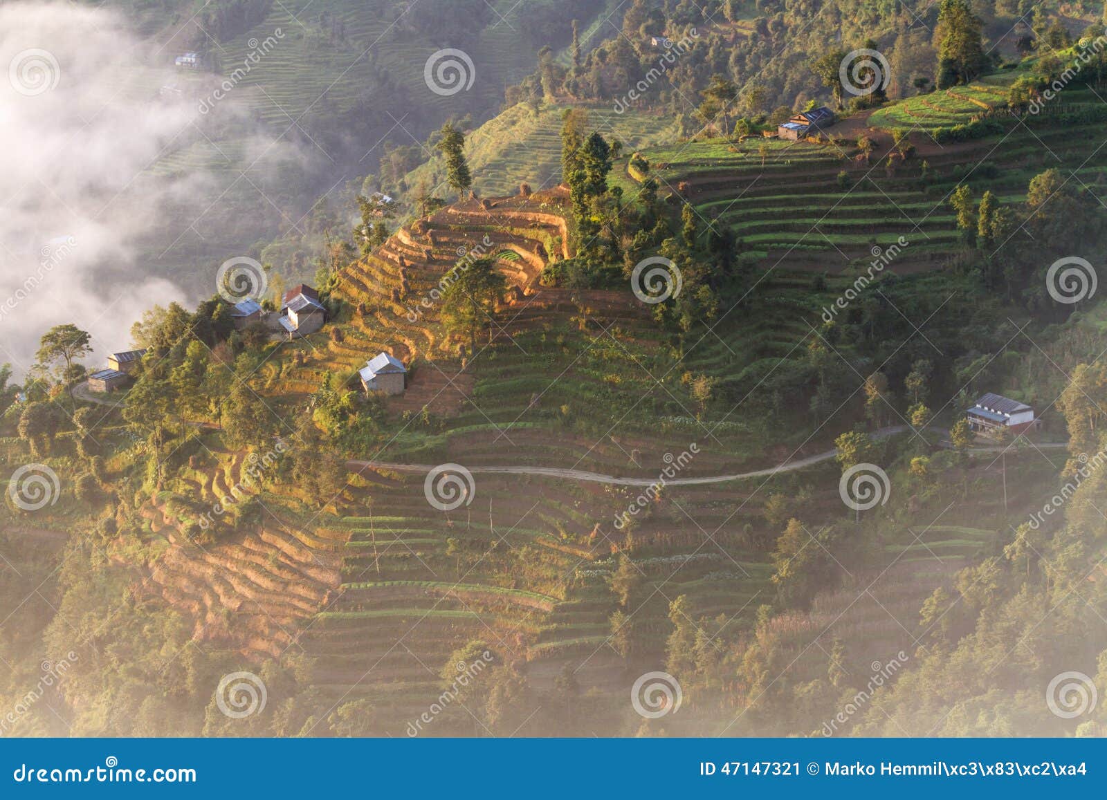 Rice terraces stock image. Image of fields, nepal, tree - 47147321
