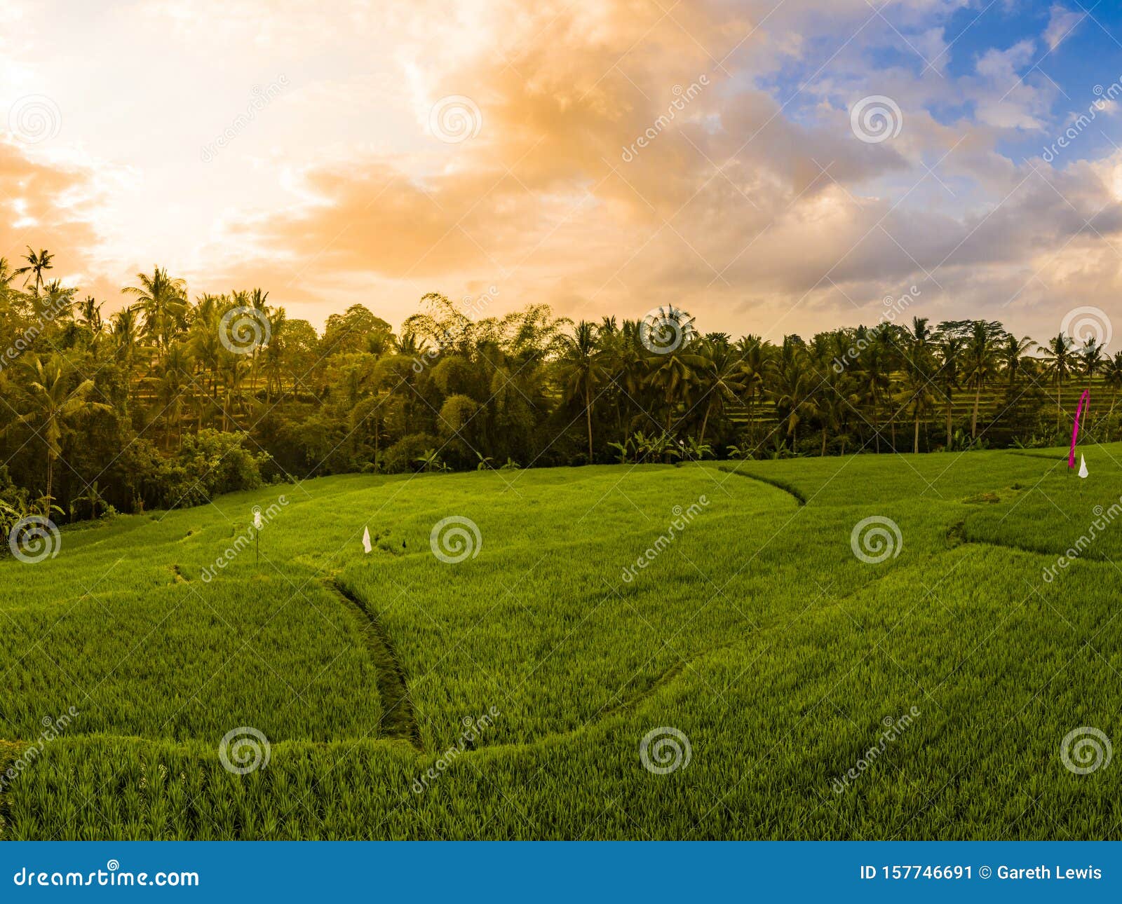 Rice terraces at sunrise stock image. Image of morning - 157746691