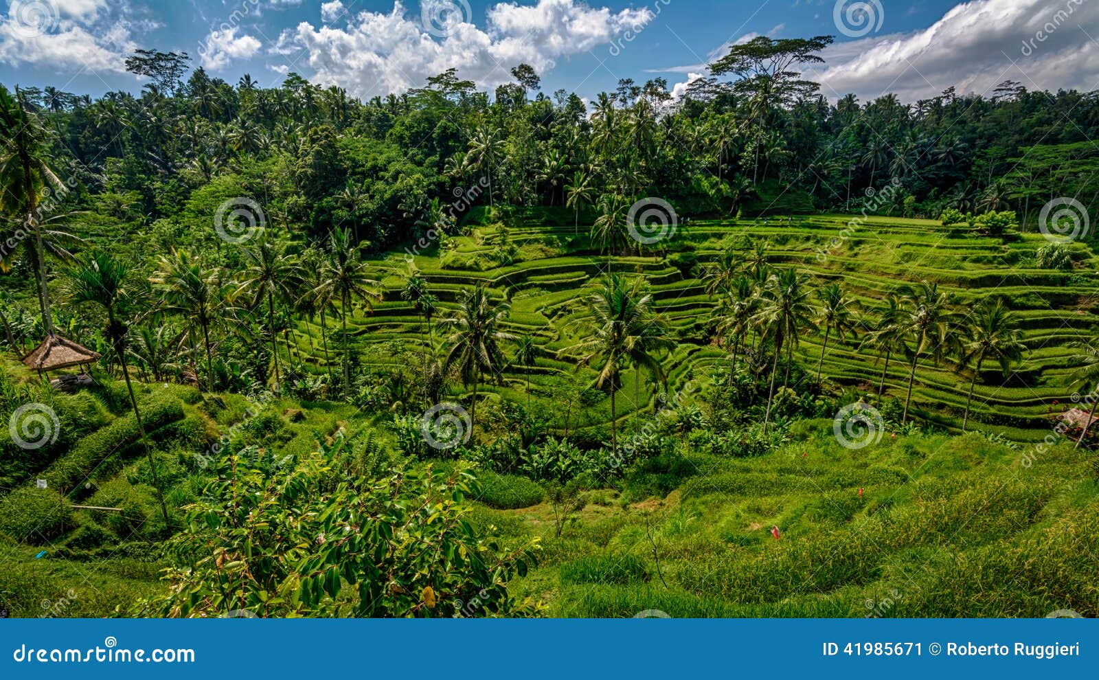 Tegalalang Rice Terraces Ubud Bali Stock Image - Image of bali ...