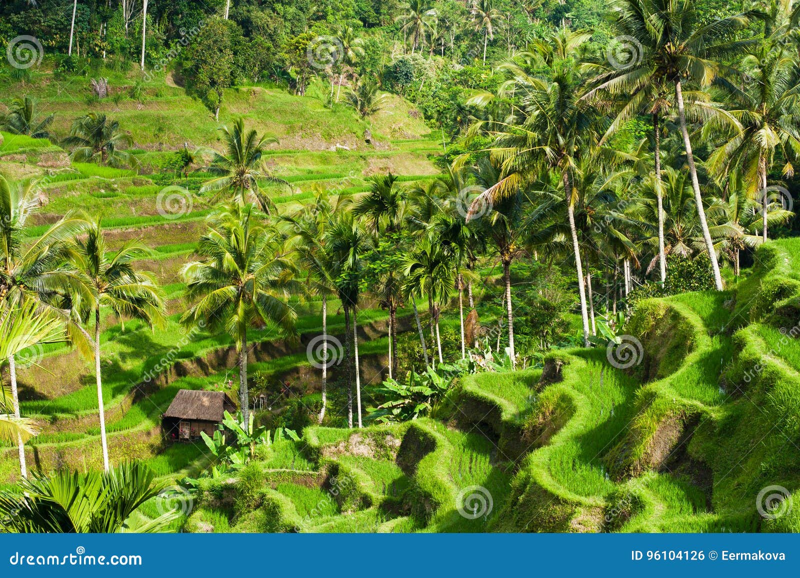 Rice Terraces in Ubud, Bali, Indonesia. Stock Photo - Image of ...