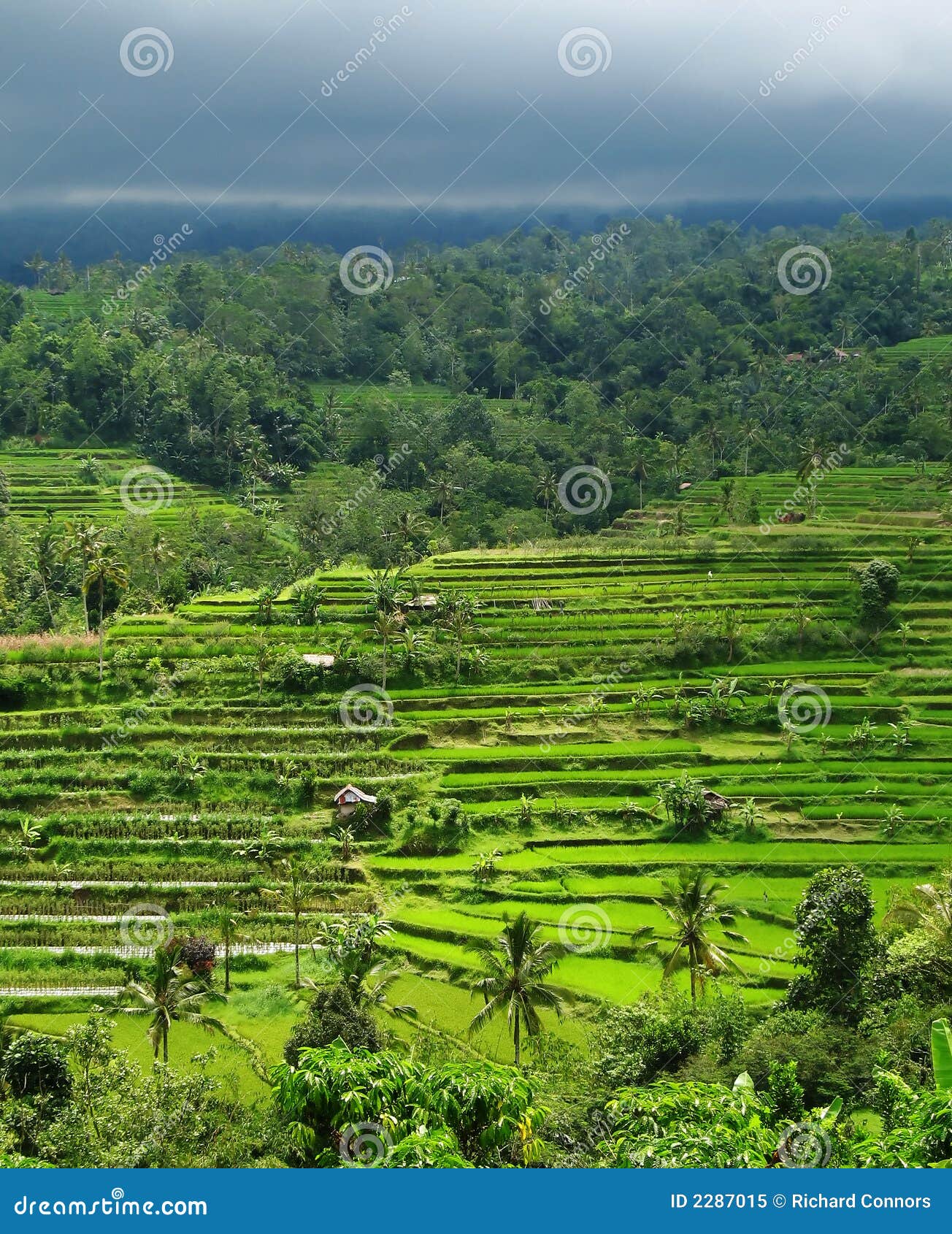 Rice Terraces Under Stormy Sky Stock Image - Image of eastern, farm ...