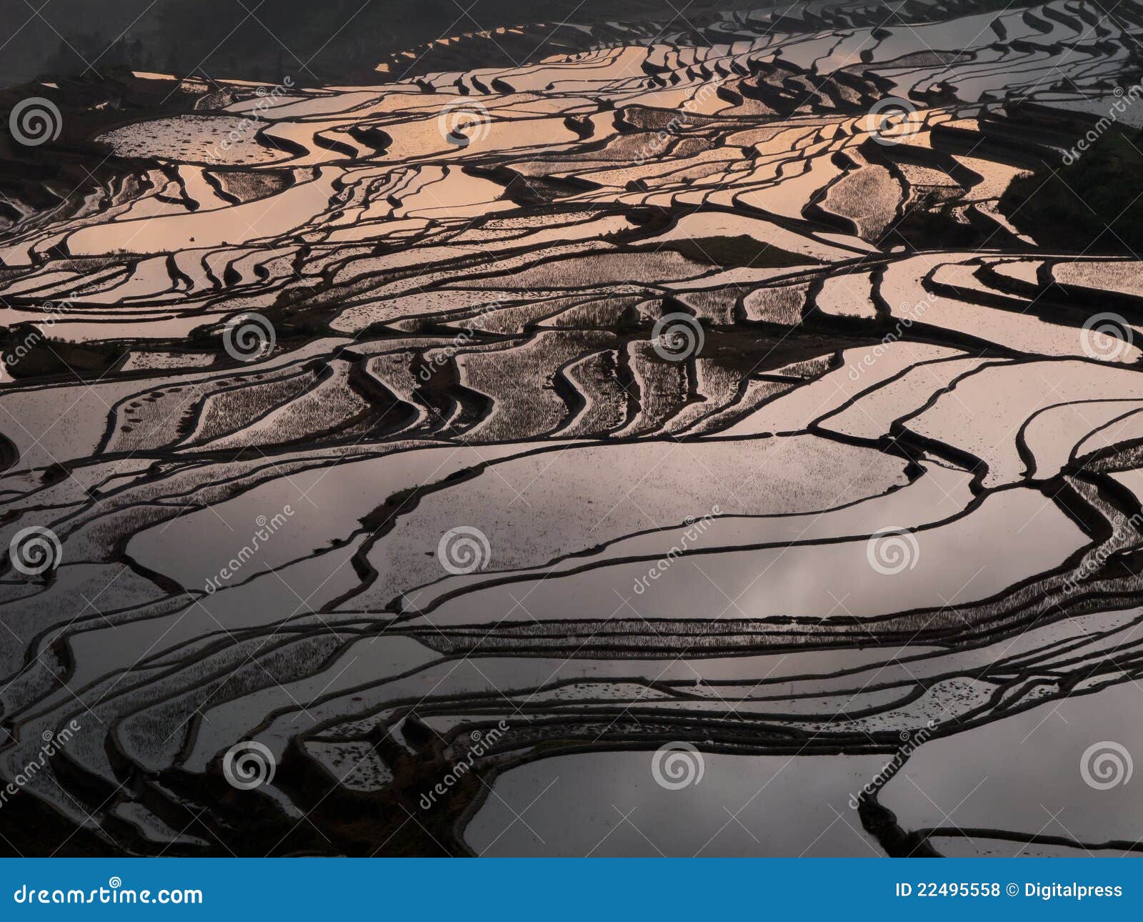 Rice Terraces Yuanyang, China Stock Photo - Image of plantation, china ...