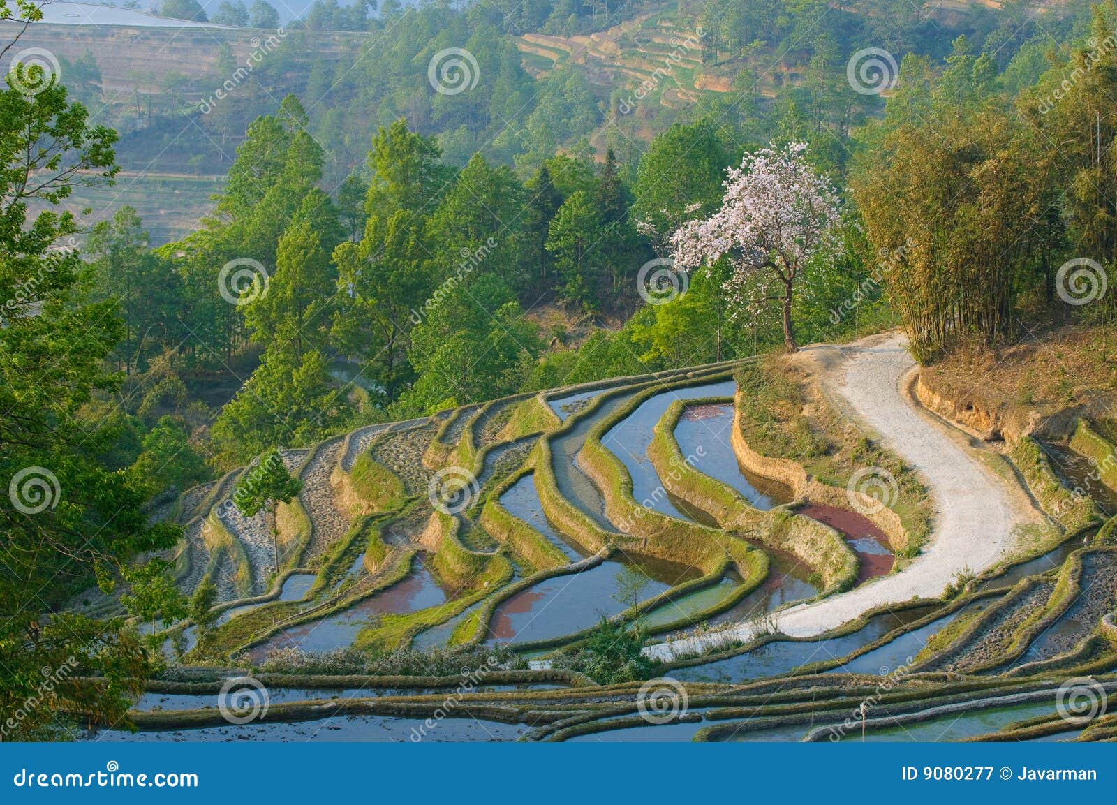 Rice Terraces of Yuanyang, Yunnan, China Stock Image - Image of ...