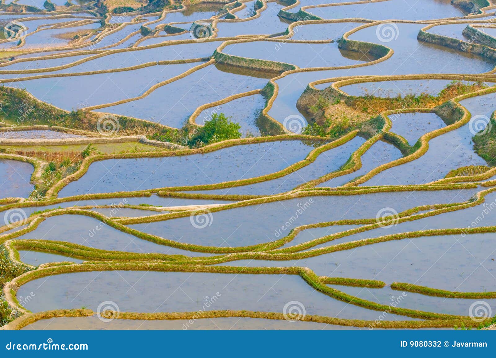 Rice Terraces Of Yuanyang, Yunnan, China Stock Photo - Image: 9080332