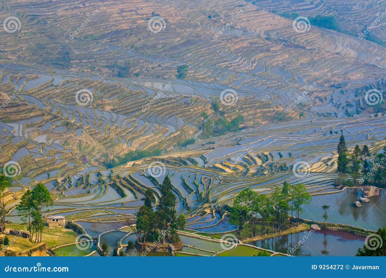 Rice Terraces of Yuanyang, Yunnan, China Stock Photo - Image of farm ...