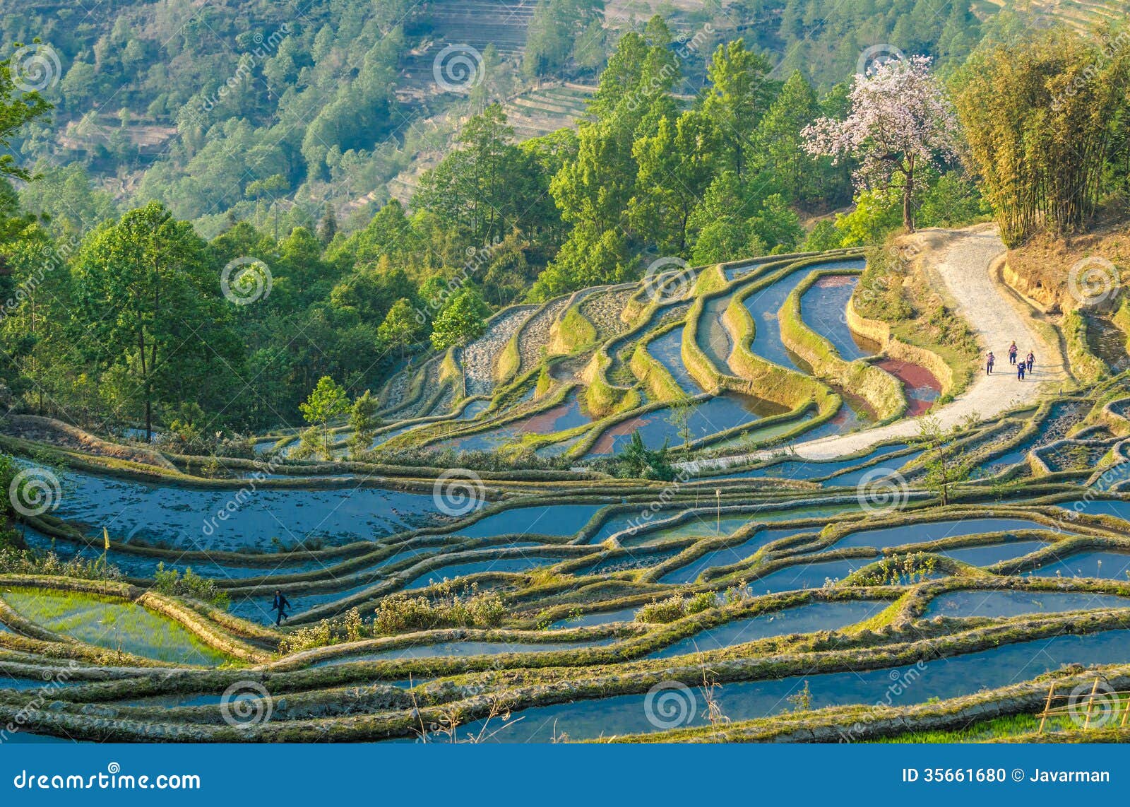Rice Terraces of Yuanyang, Yunnan, China Stock Photo - Image of ...