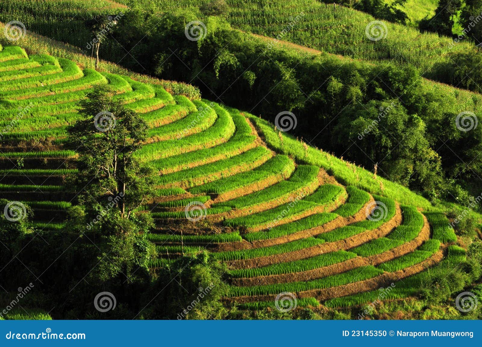 Rice Terrances stock photo. Image of rice, agriculture - 23145350