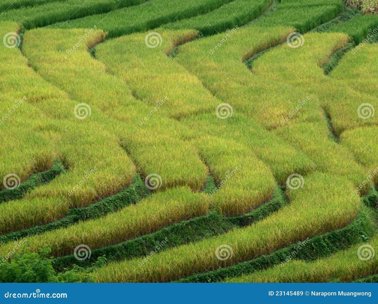 Rice Terrances stock image. Image of maechaem, crop, nature - 23145489