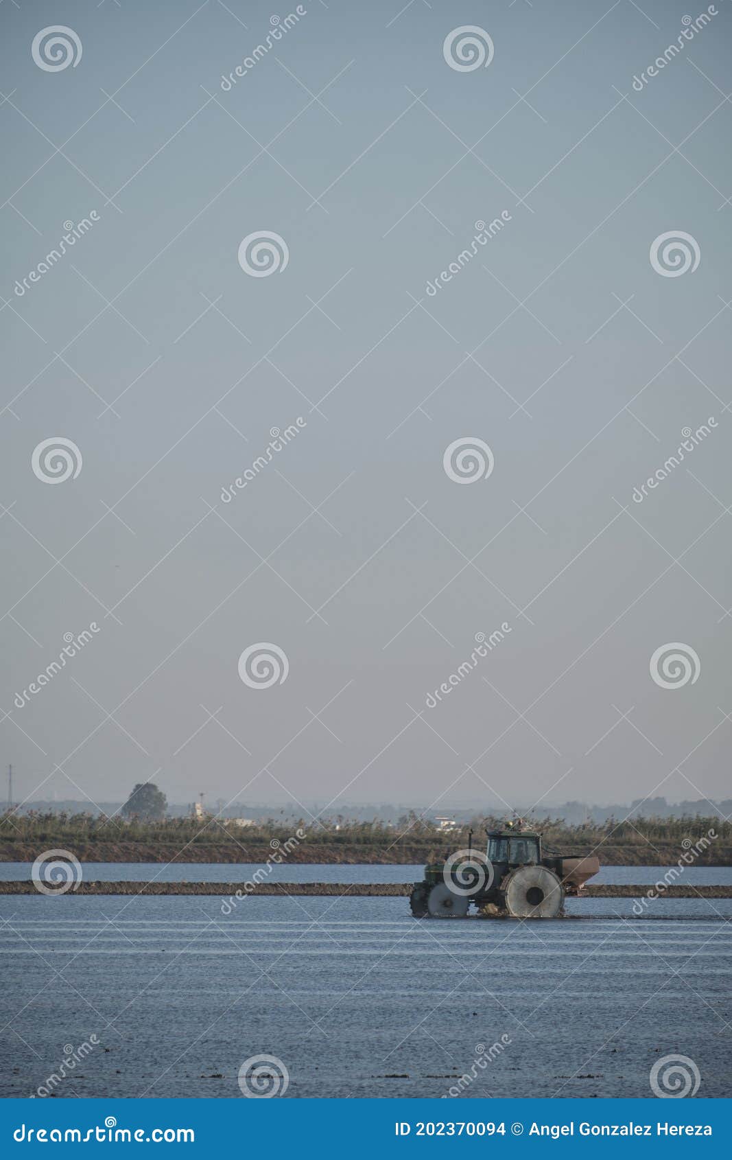 Rice Tractor in the Rice Field at Dawn Stock Photo - Image of asia ...