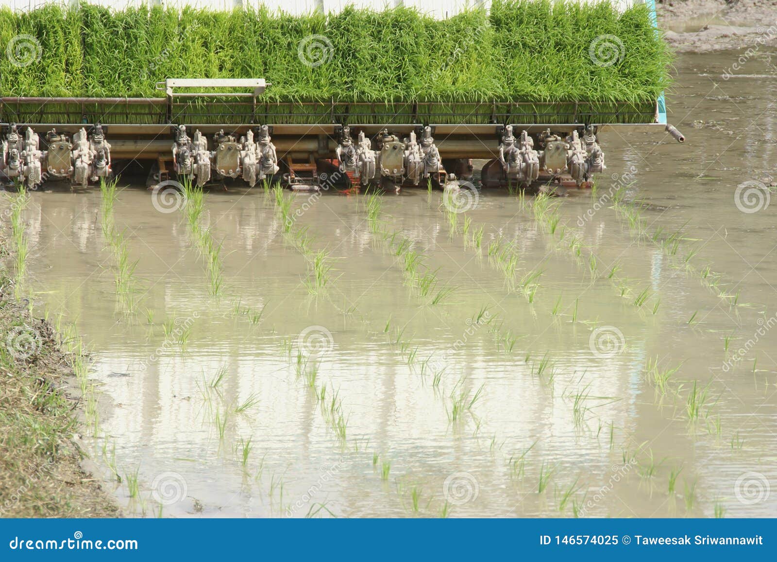 Rice Transplanter Machine in the Field Stock Image - Image of ...