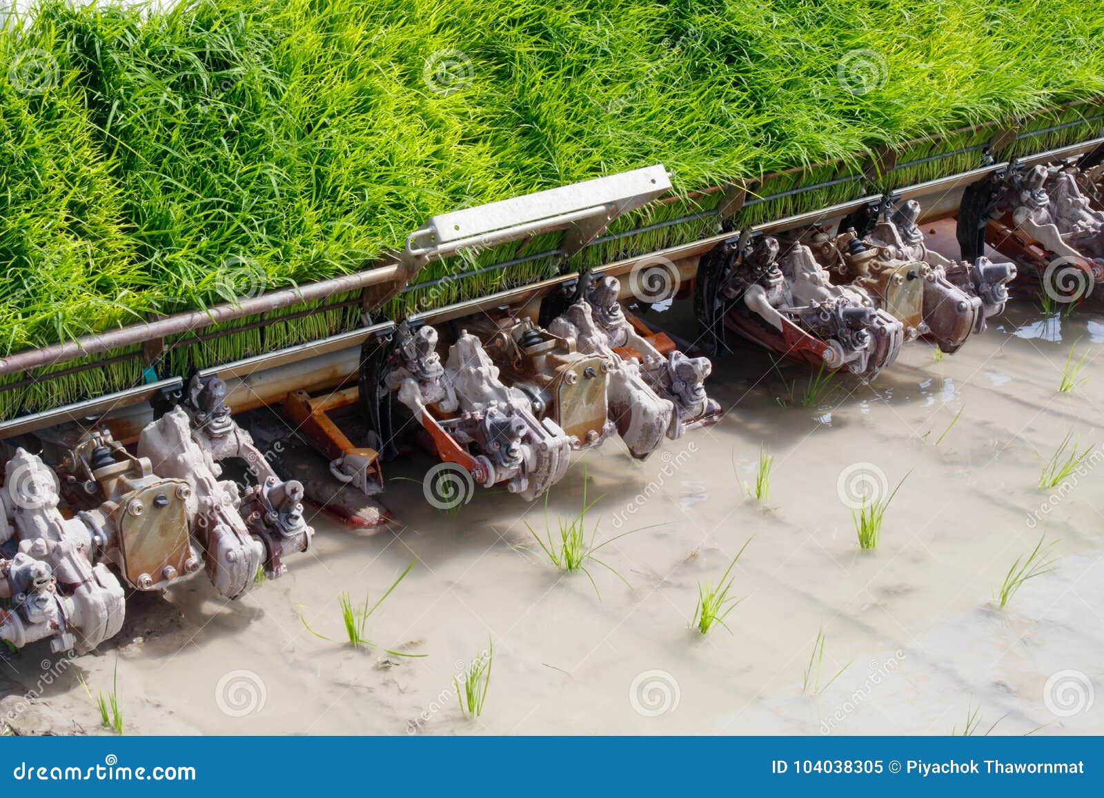 Rice transplanter machine. stock image. Image of grain - 104038305