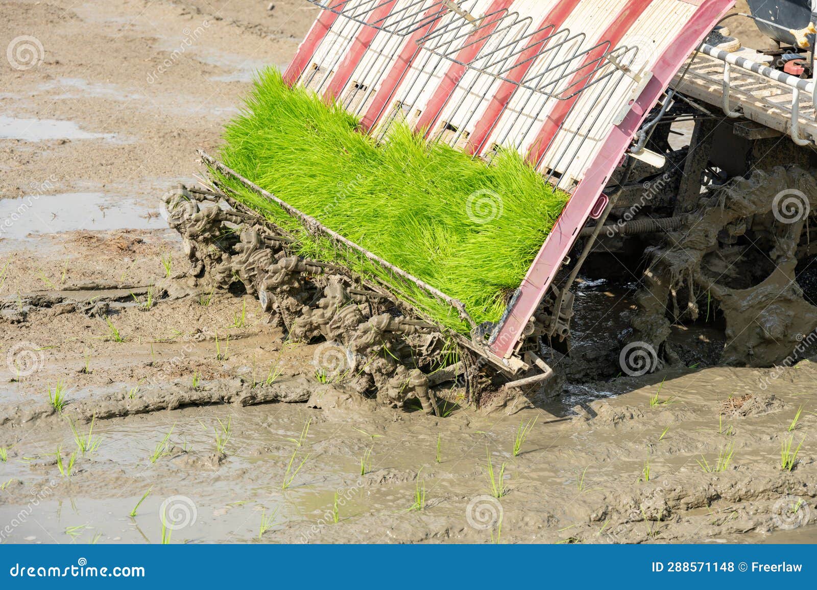 Rice Transplanter Working on the Field Horizontal Composition Stock ...