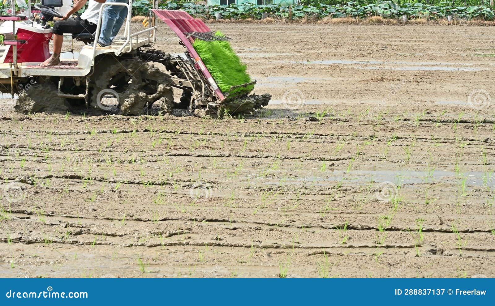 Rice Transplanter Working on the Field Horizontal Composition Stock ...