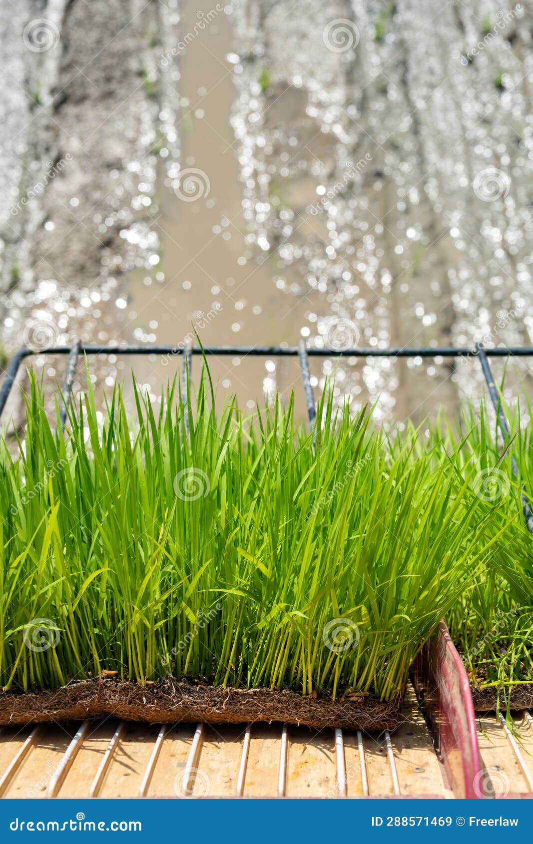Rice Transplanter Working on the Field Vertical Composition Stock Image ...