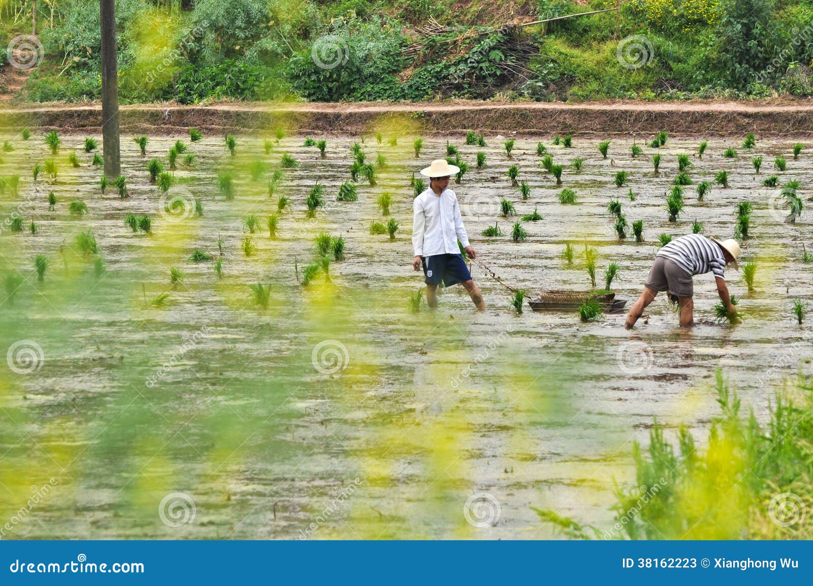 Rice Transplanting in China Editorial Stock Photo - Image of food, asia ...