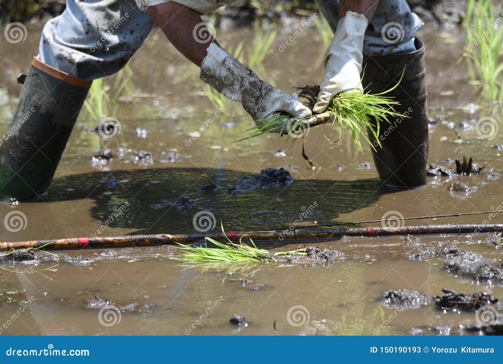 Rice transplanting stock image. Image of plant, country - 150190193