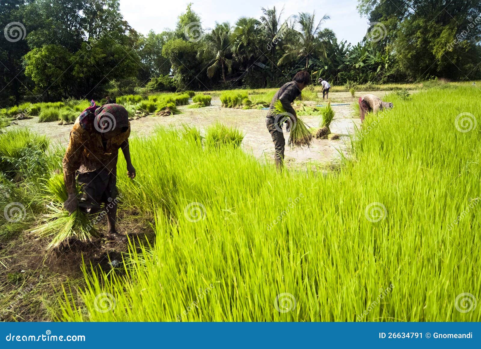 Rice Transplanting in Siem Reap, Cambodia Editorial Photo - Image of ...