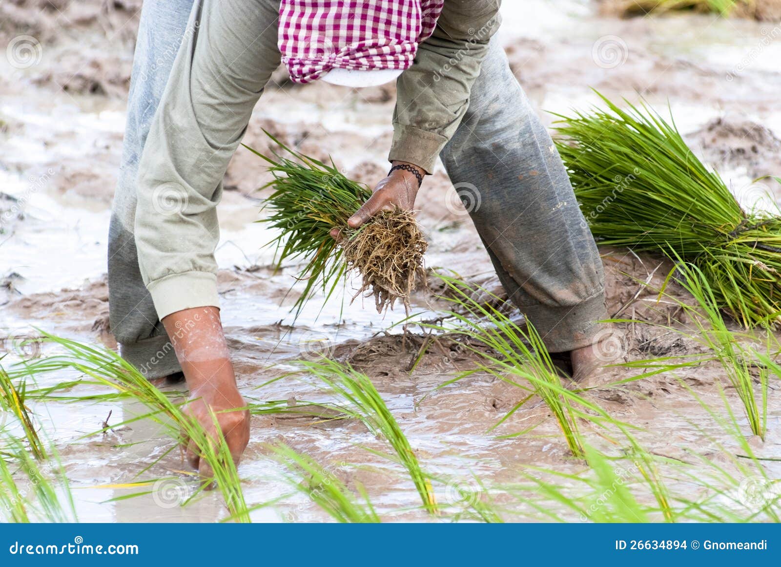 Rice Transplanting in Siem Reap, Cambodia Stock Photo - Image of rice ...