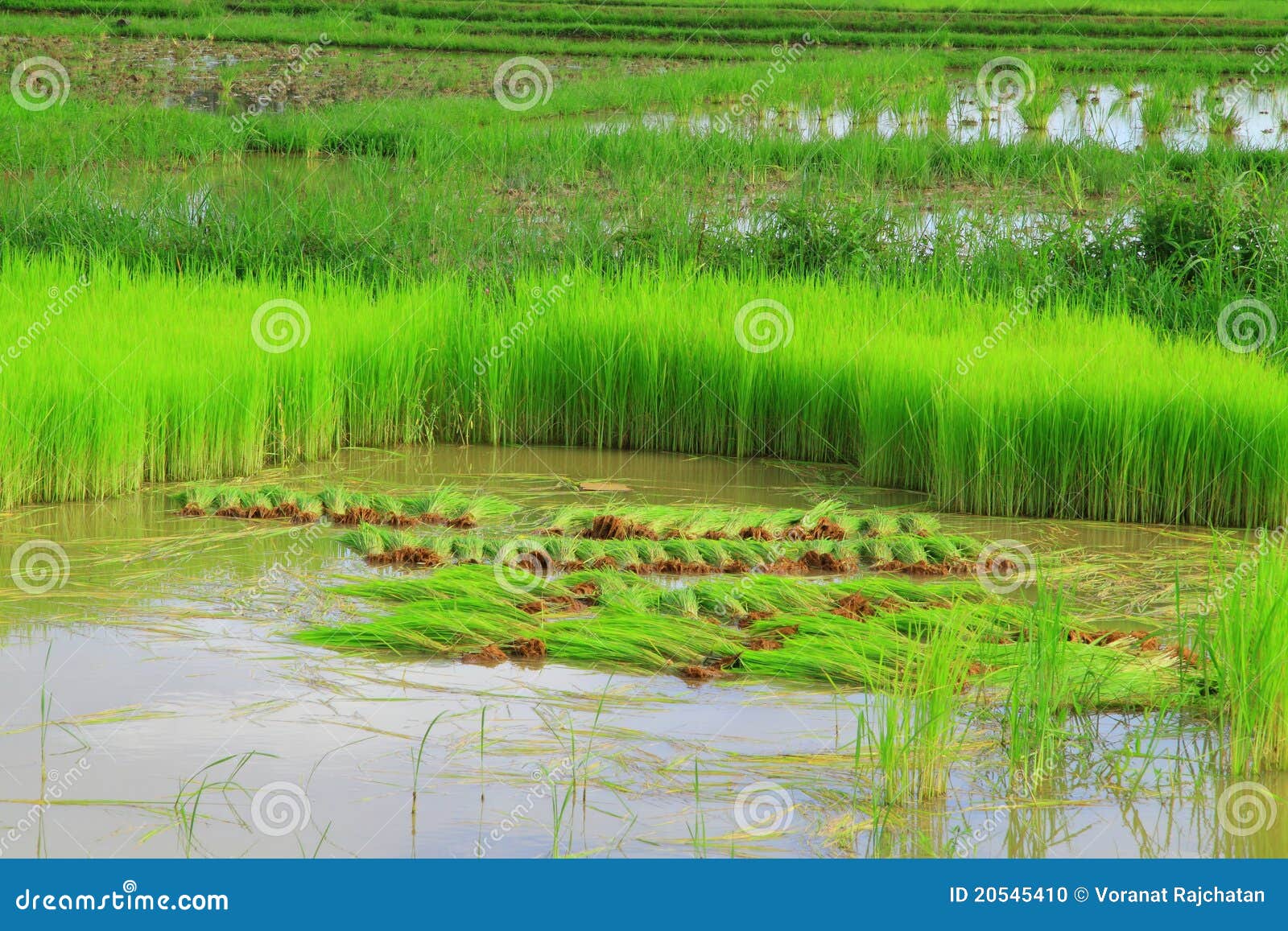 Rice tree stock photo. Image of culture, asian, rice - 20545410