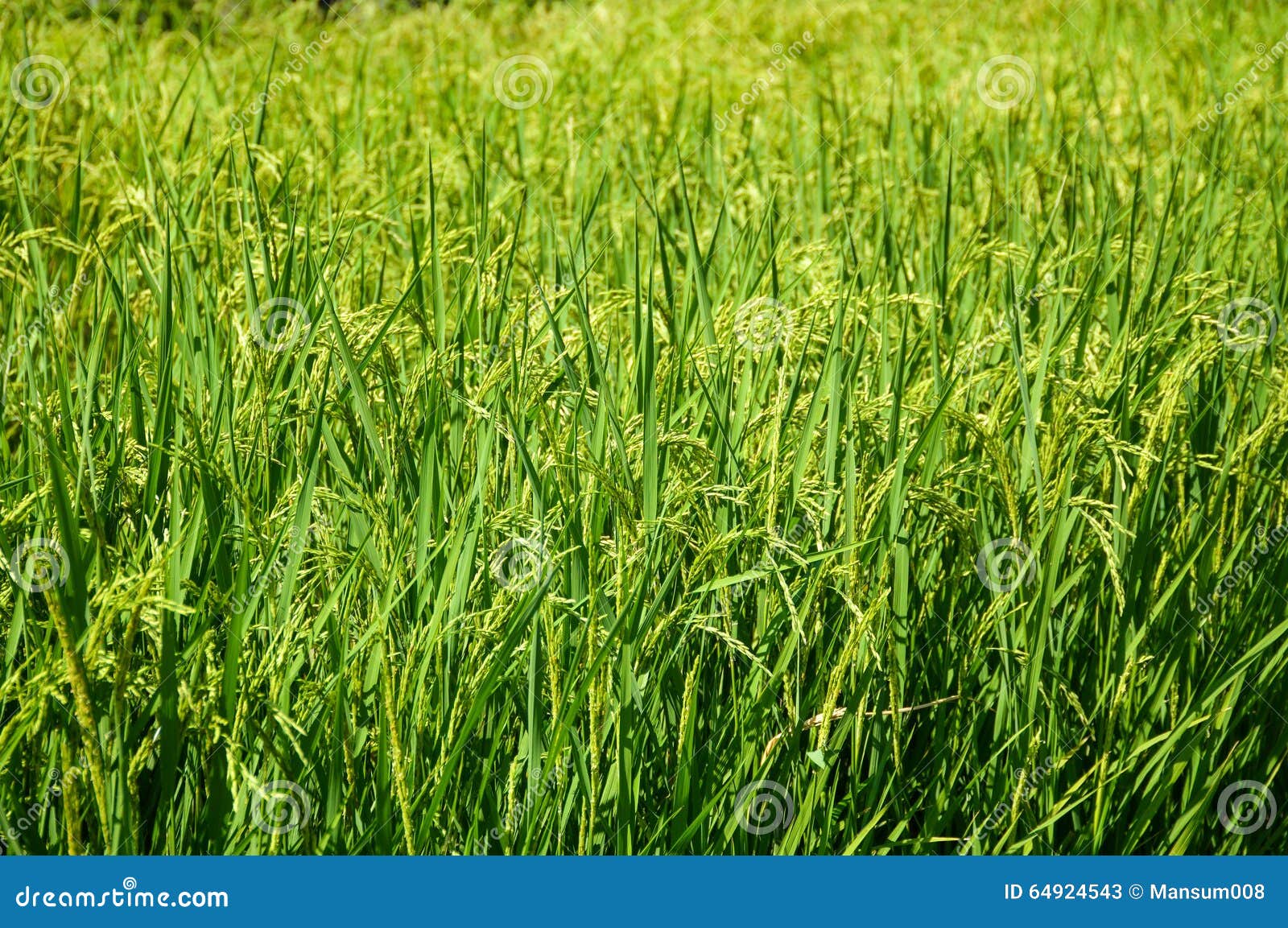 Rice tree stock image. Image of beautiful, natural, asian - 64924543
