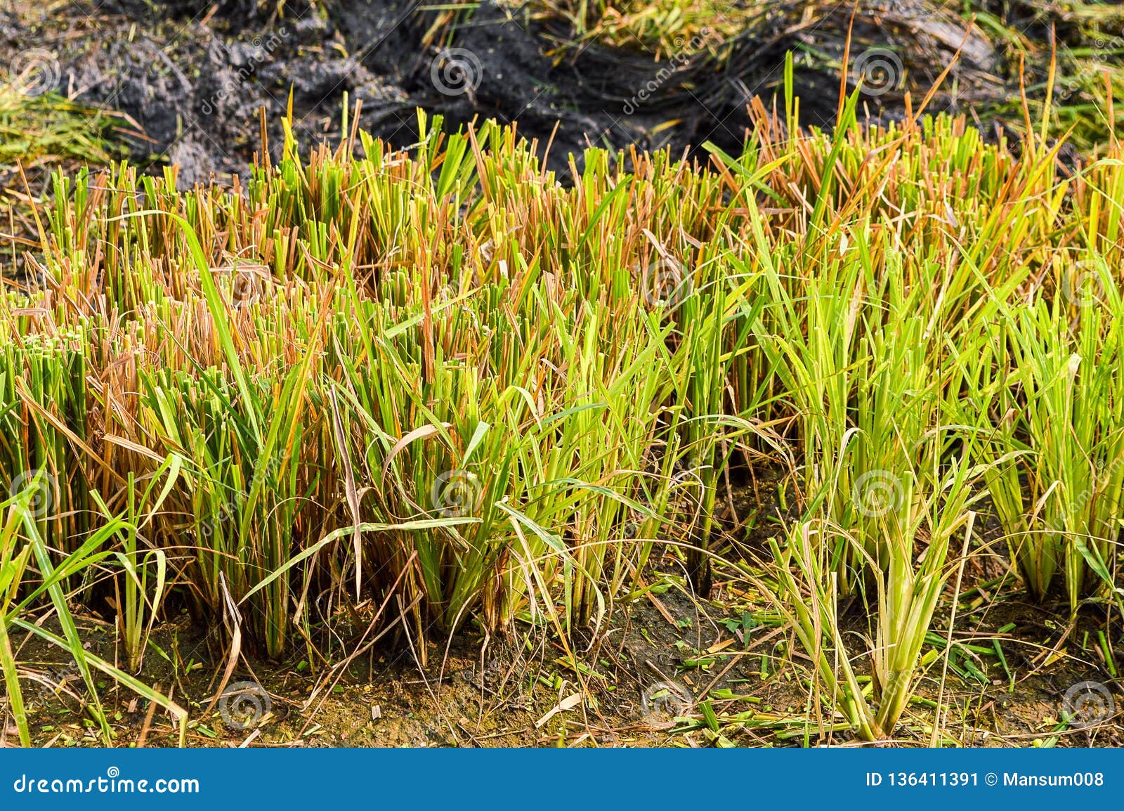 Rice tree after cutting stock image. Image of crop, nature - 136411391